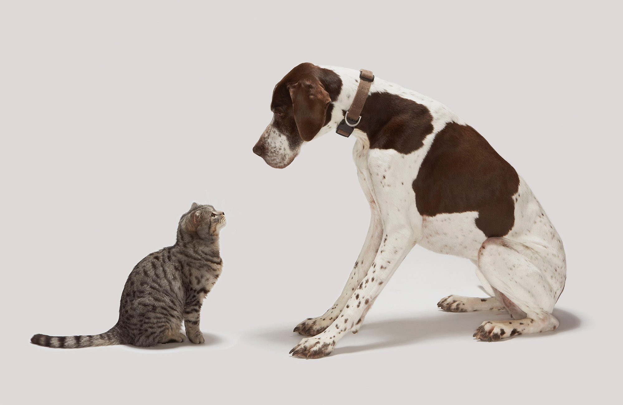 Say Hello to CJ's Furry Friends: Volume Two